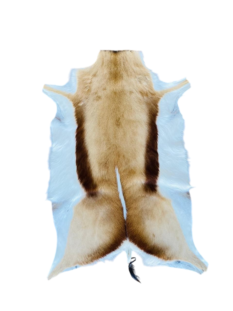 Premium Springbok Hide -THS10200 – The Hide Shop
